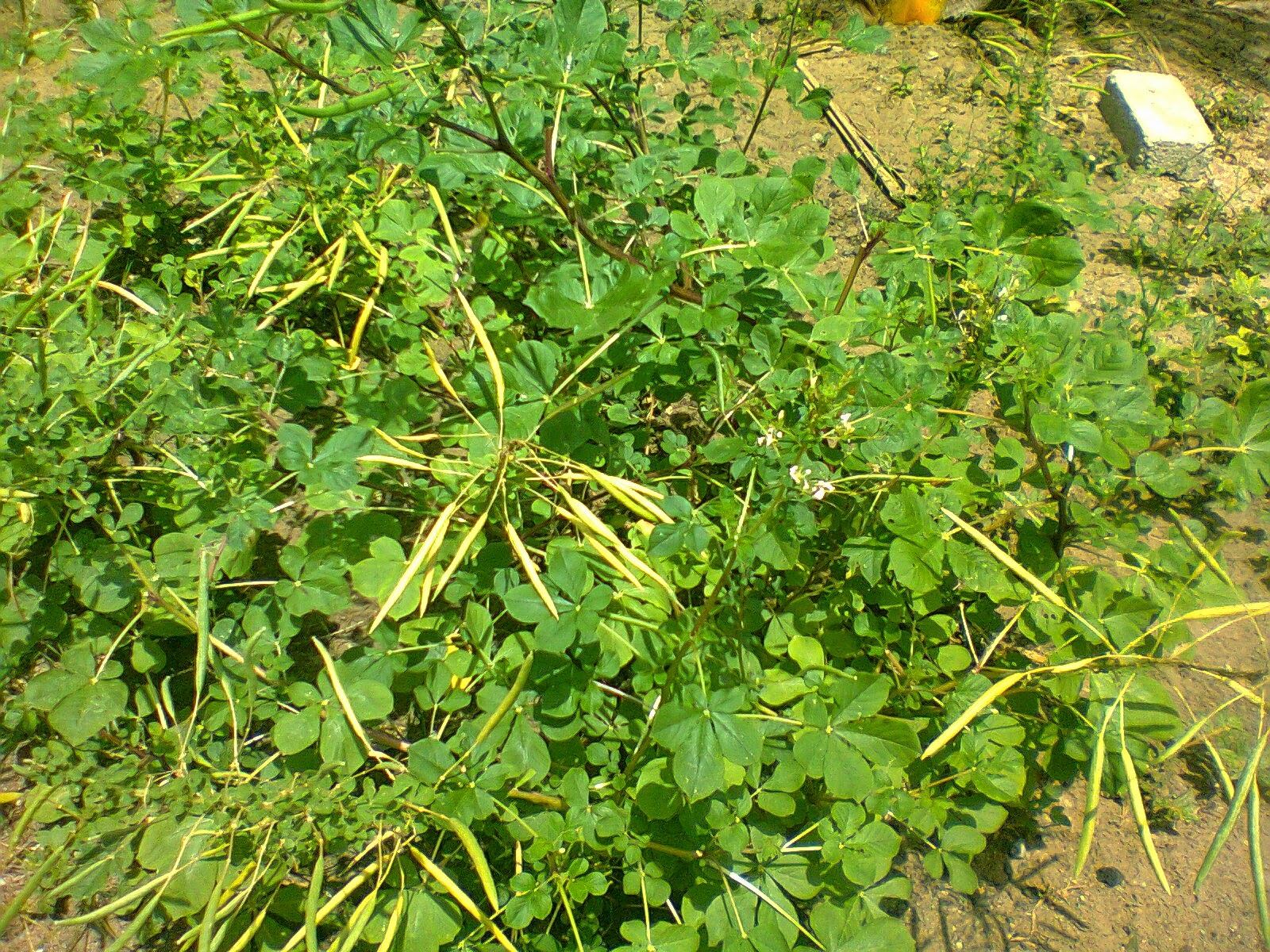Khasiat Pokok Maman - Wanita Kelantan