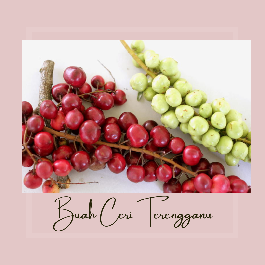 Khasiat pokok ceri terengganu - Wanita Kelantan