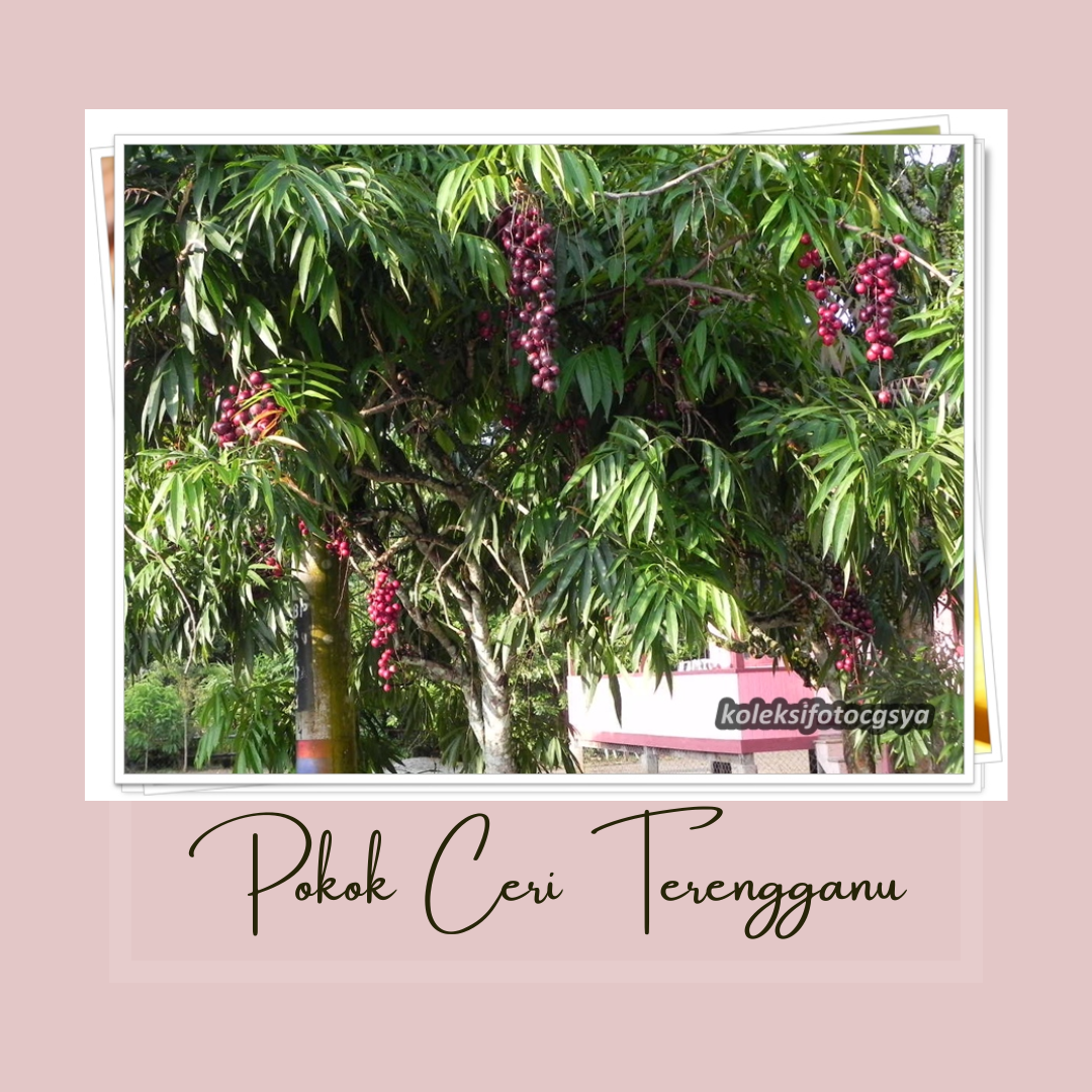 Khasiat pokok ceri terengganu - Wanita Kelantan