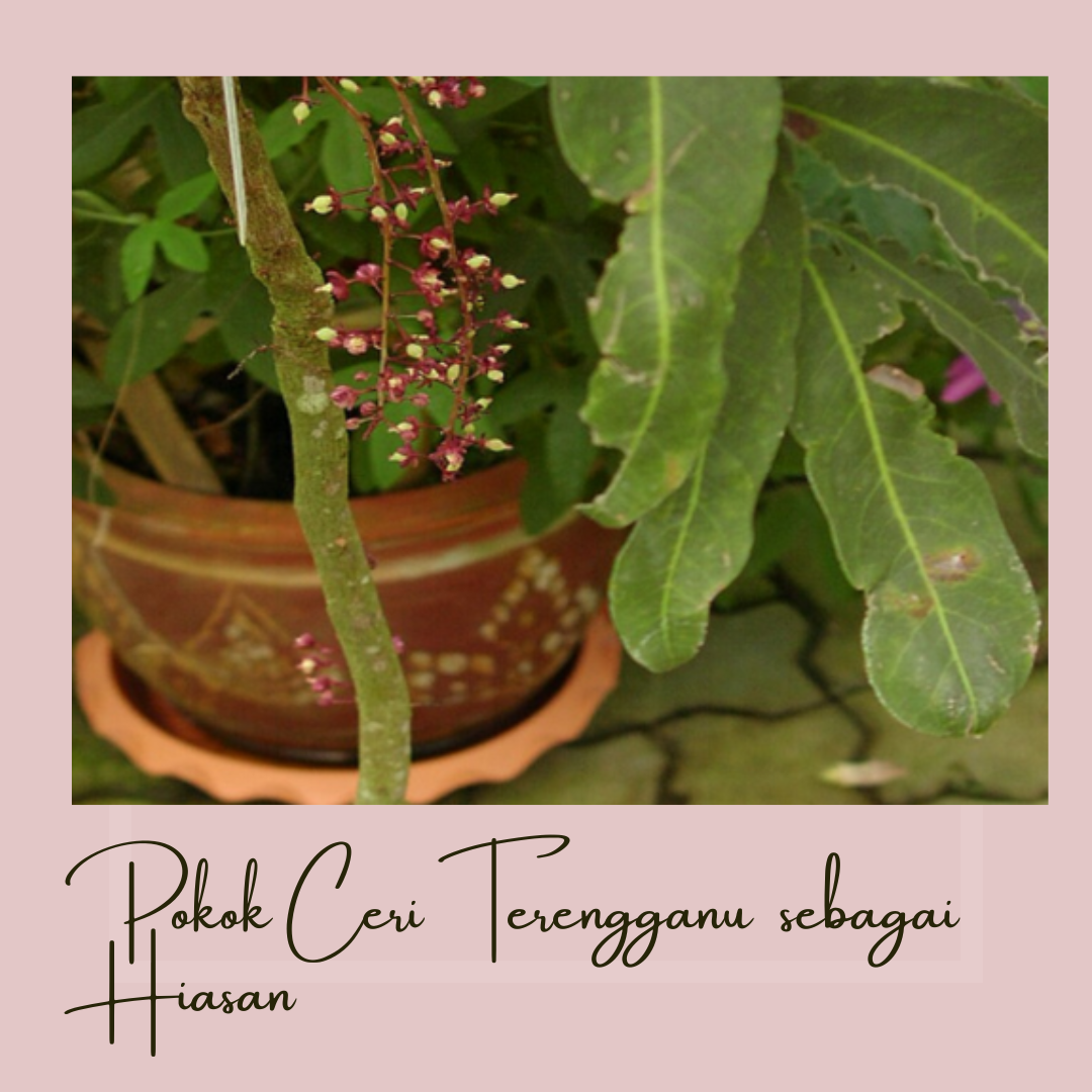 Khasiat pokok ceri terengganu - Wanita Kelantan